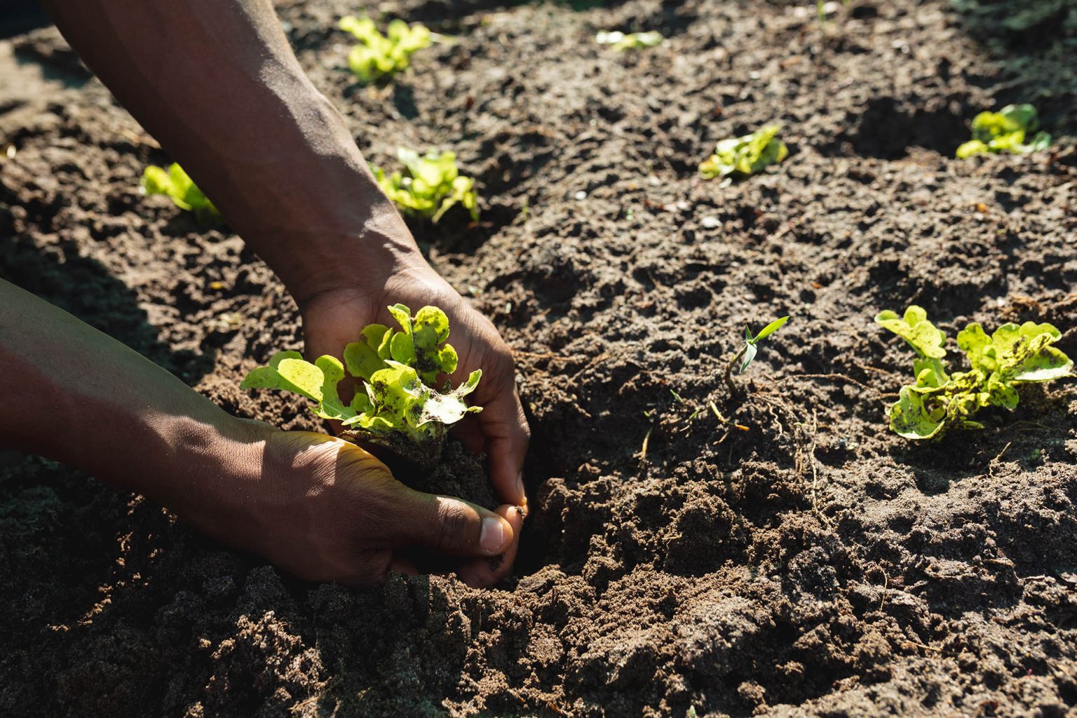 Driving Agricultural Reform and Market Resilience in Zambia - DTGlobal